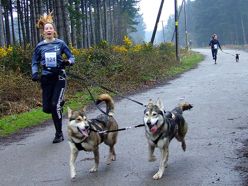 The Sports Archives – Canine Cross Country Running – One Of Europe’s ...